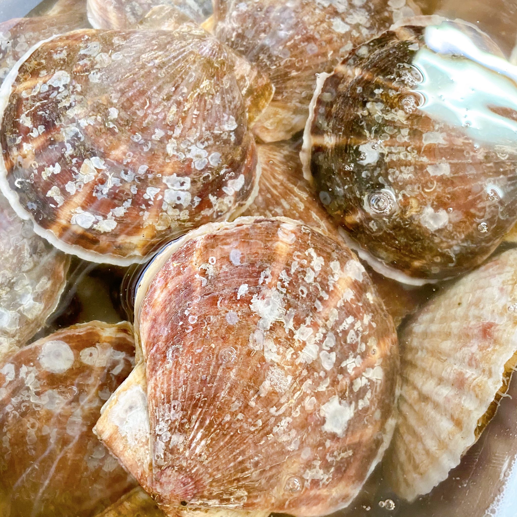 hotate | 株式会社スイコウ